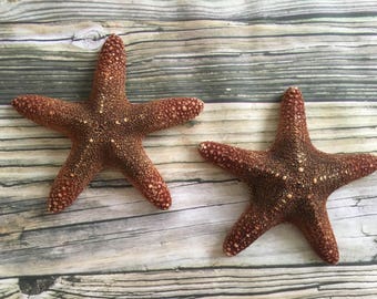 Starfish wall decor | Etsy