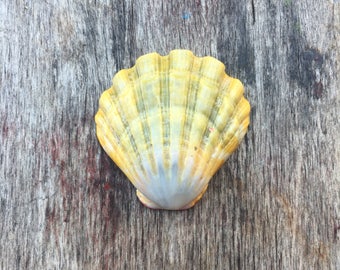 Large sunrise shell | Etsy