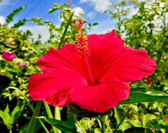 Hibiscus flower | Etsy