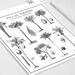 Tropical Palm Tree Clipart Vector Hand Drawn Engraving