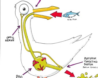 Seagull illustration | Etsy