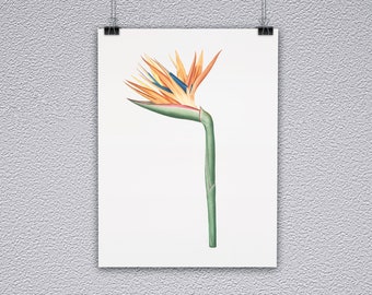 Strelitzia art | Etsy