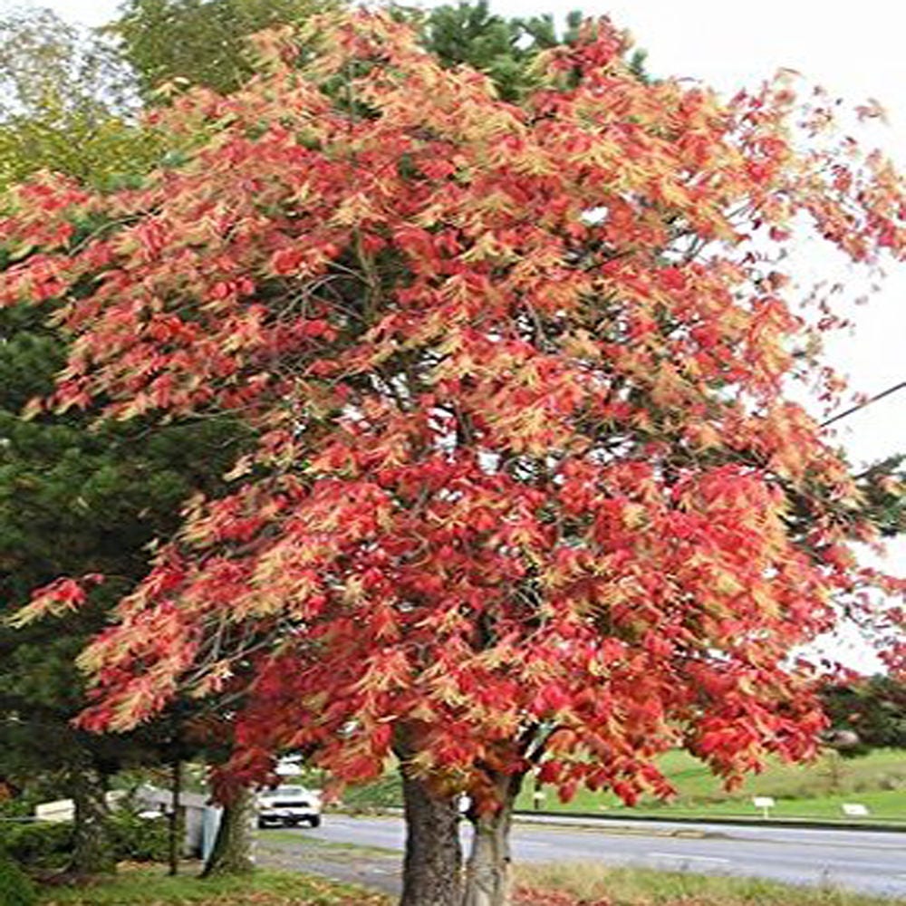 100 Sourwood Tree Seeds Oxydendrum Arboreum