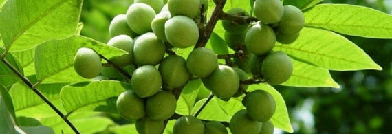 Indian Natural Aritha Powder Organic Hair Product We create