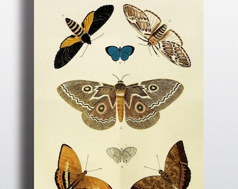 Antique Insects Science Chart Natural Science Bugs Wall Decor