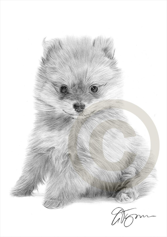Toy Dog Pomeranian Puppy pencil drawing print A4 size