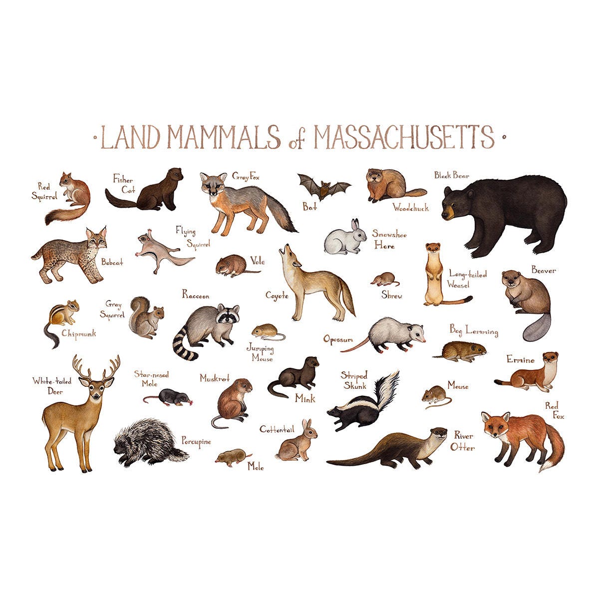 Massachusetts Land Mammals Field Guide Art Print / Animals of
