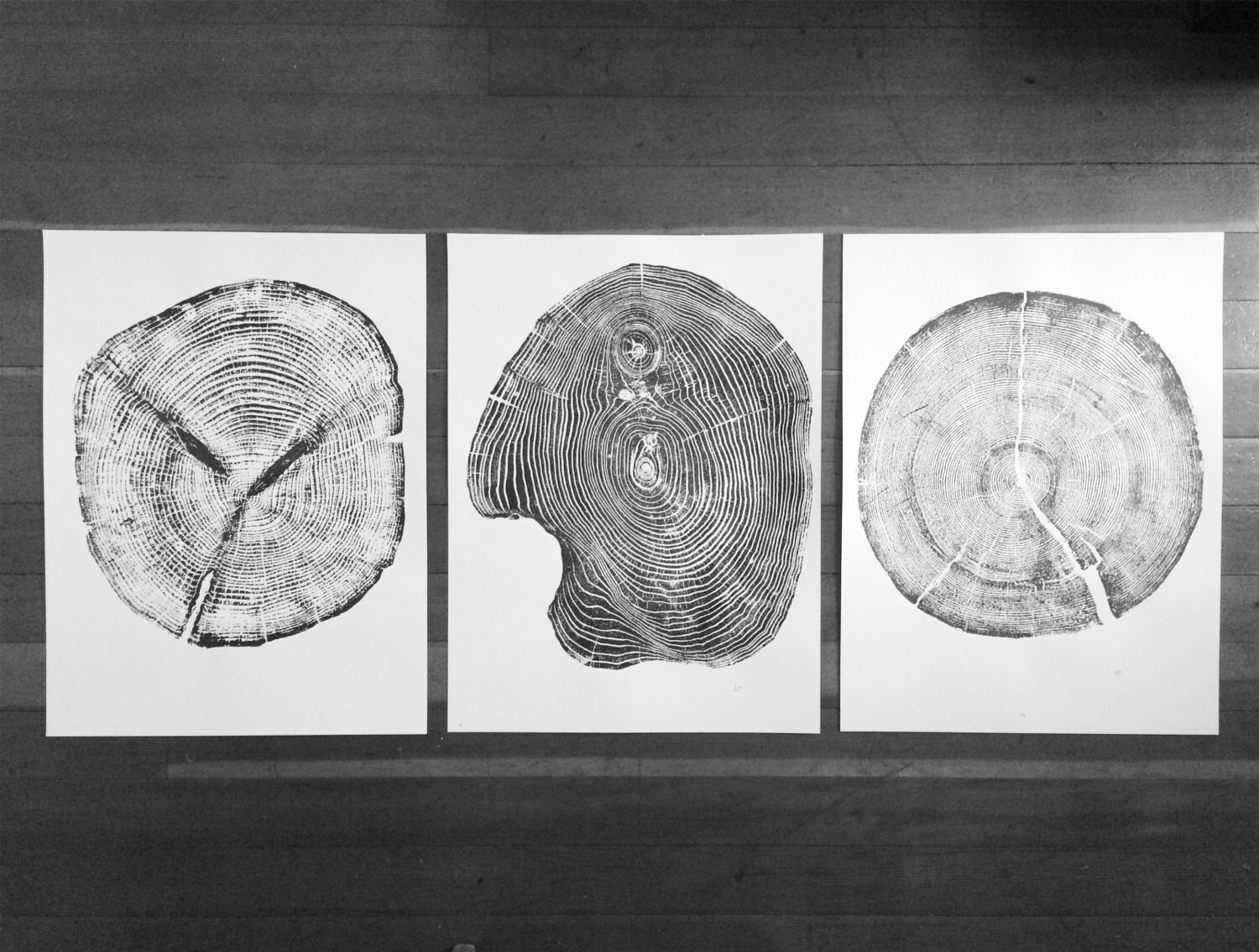 Set of 3 tree ring prints, Triptych Wall Art, Large Tree Rings, Pine ...