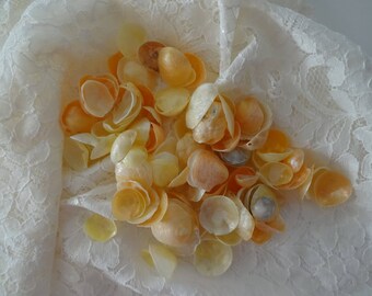 Jingle shells | Etsy