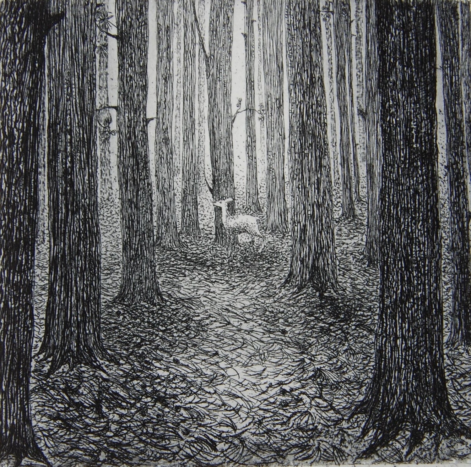 A forest etching by Flora McLachlan deer alone in a dark
