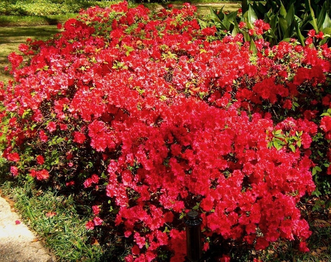 Azalea Rhododendron 'Red Ruffle' Red Qty 40 Live