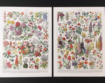 Planche botanique | Etsy