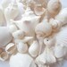 White Sea Shell Mix-Beach Wedding Decor-Sea Shells Bulk-Bag Of