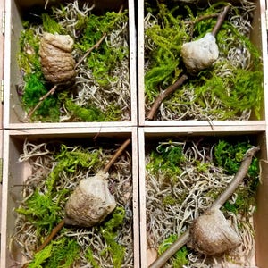 Praying mantis | Etsy