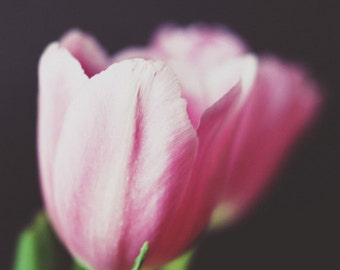 flowers pink Spring fine art photography