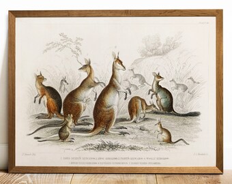 Kangaroo art | Etsy