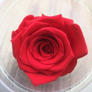 Preserved rose | Etsy