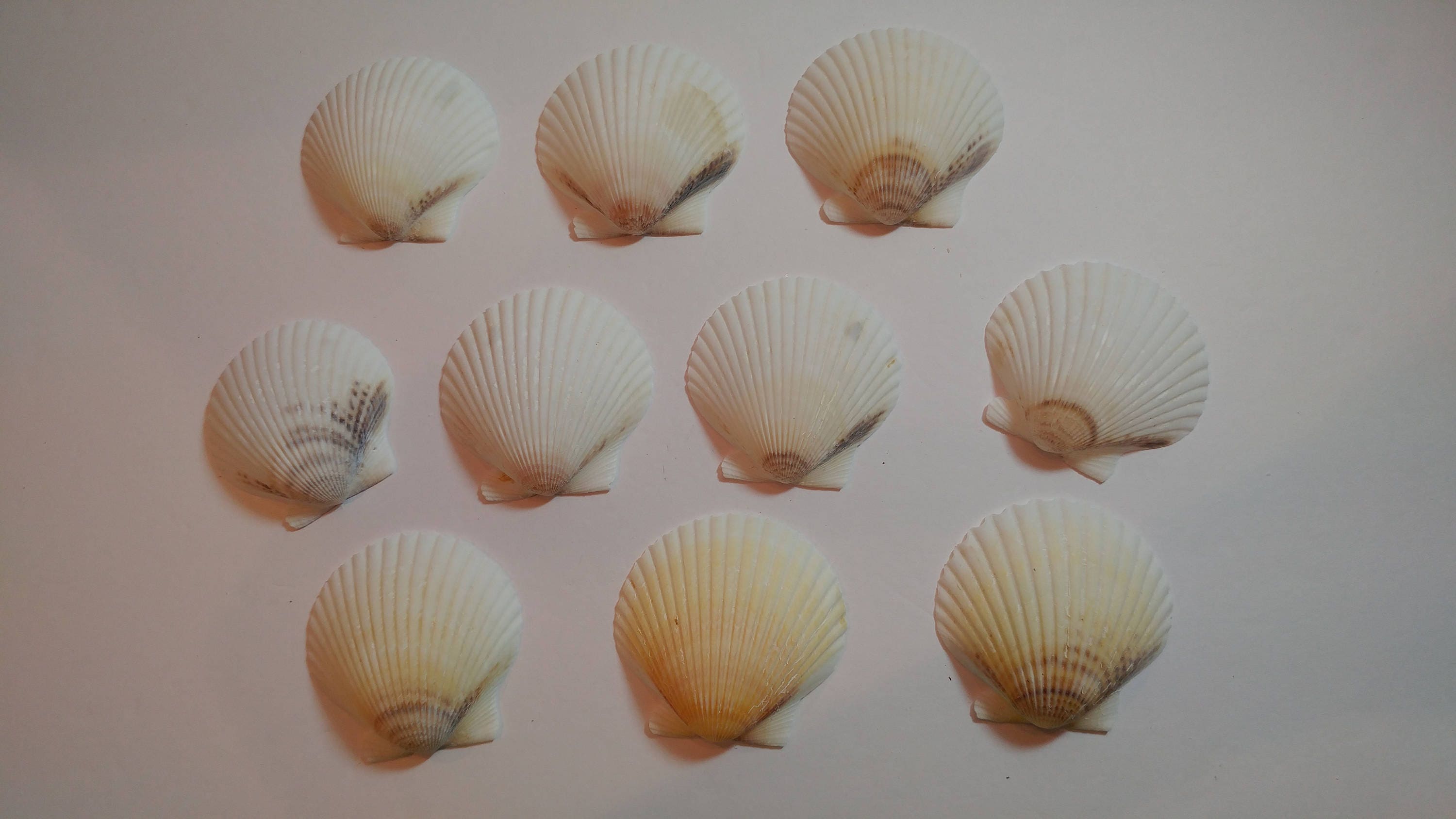 White Scallop Shells From Crystal River FLorida Freshly