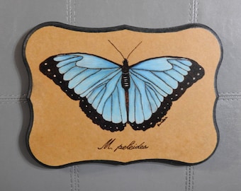 Life Cycle of a Blue Morpho Butterfly Clip Art Set