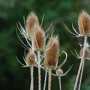 Teasel | Etsy