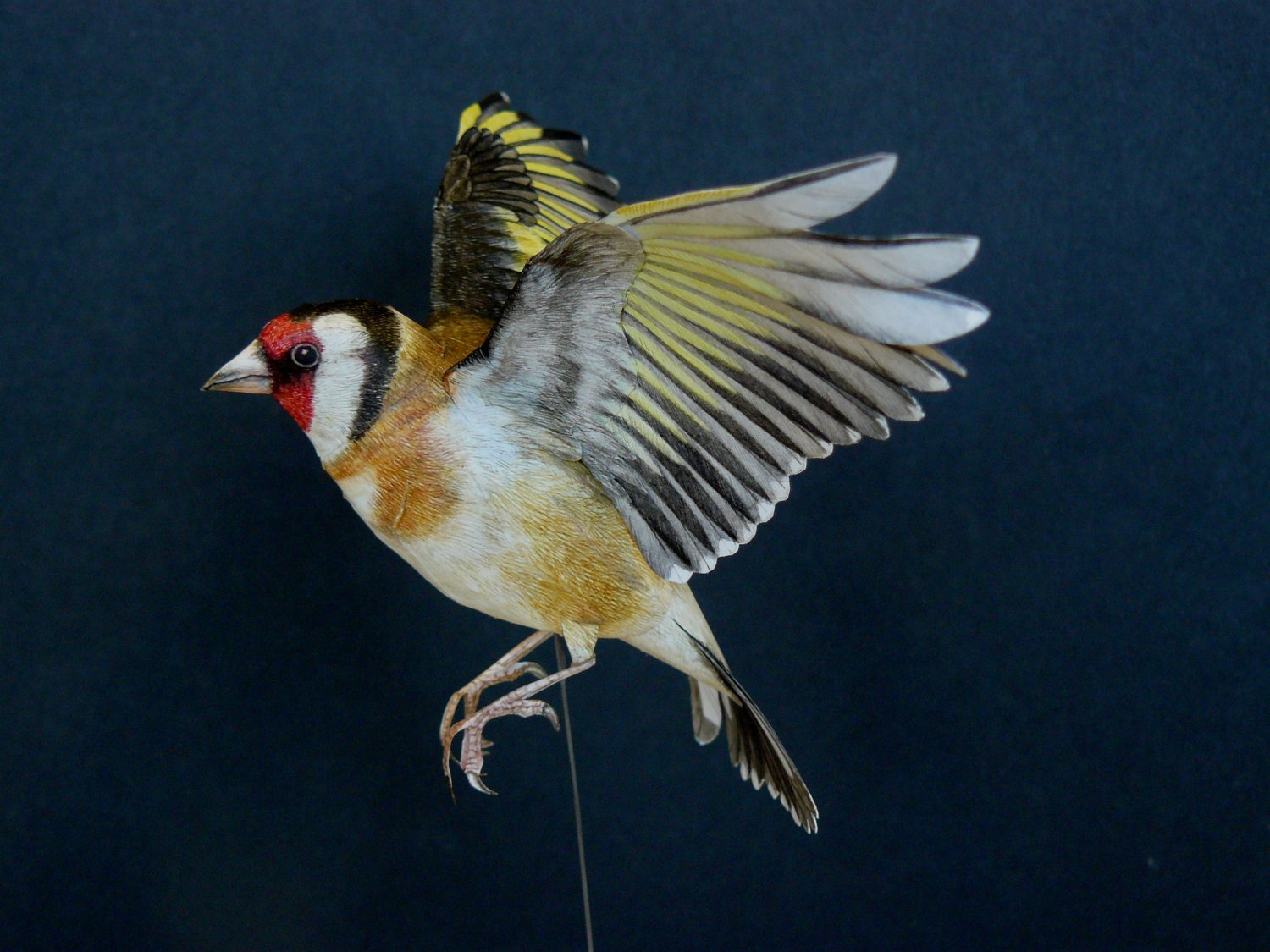 Template papercraft Goldfinch in flight