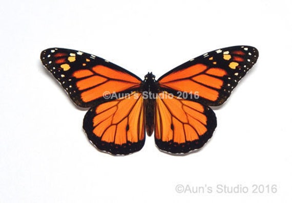 Paper Butterflies Ready to use cut outs 5 Monarch