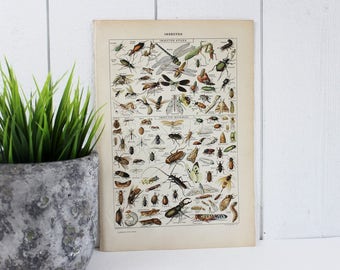 Vintage bug print | Etsy
