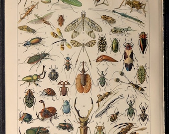Antique insect print | Etsy