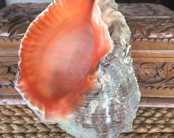 Seashell decor | Etsy