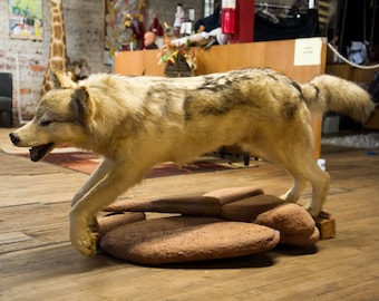 Wolf taxidermy | Etsy