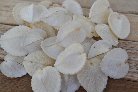 Heart Cockle Shells White Cardium 1 1 1/4 4