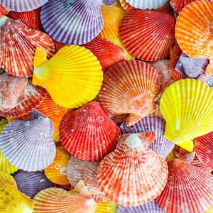 Seashell cake | Etsy