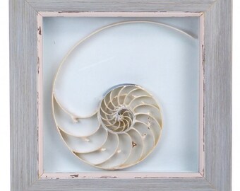 Chambered nautilus | Etsy