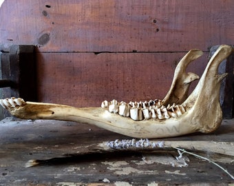 Jaw bones | Etsy