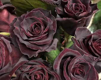 Black baccara rose | Etsy