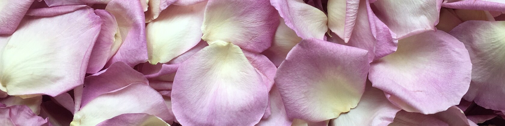 Freeze Dried and Silk Rose Petals for by RosePetalsEverywhere